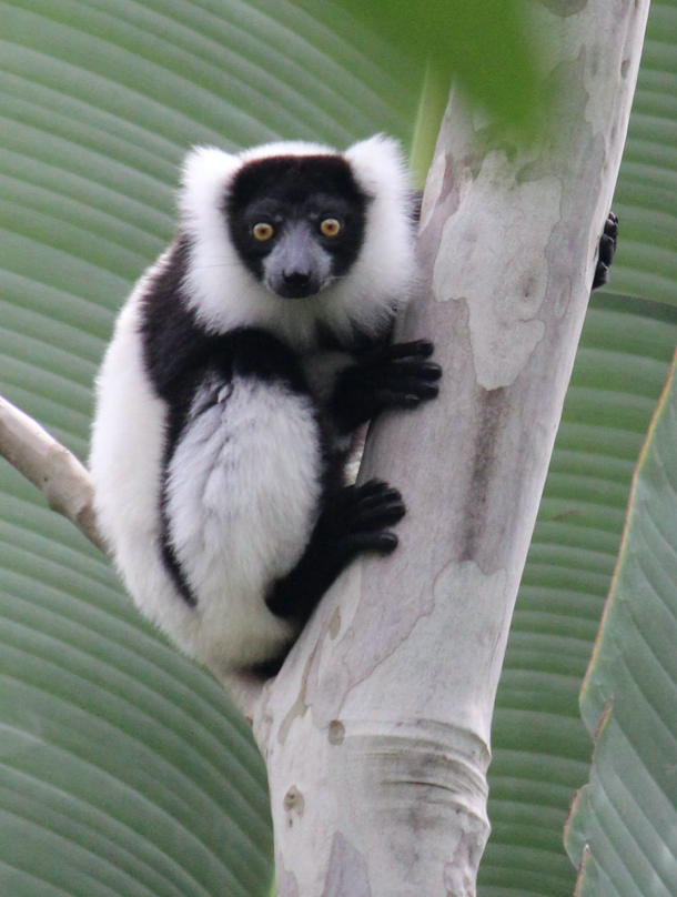 Lemur Conservation & Protection | The Wilder Institute