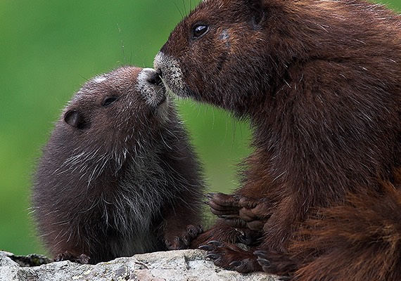 Vancouver Island Marmot Conservation | The Wilder Institute
