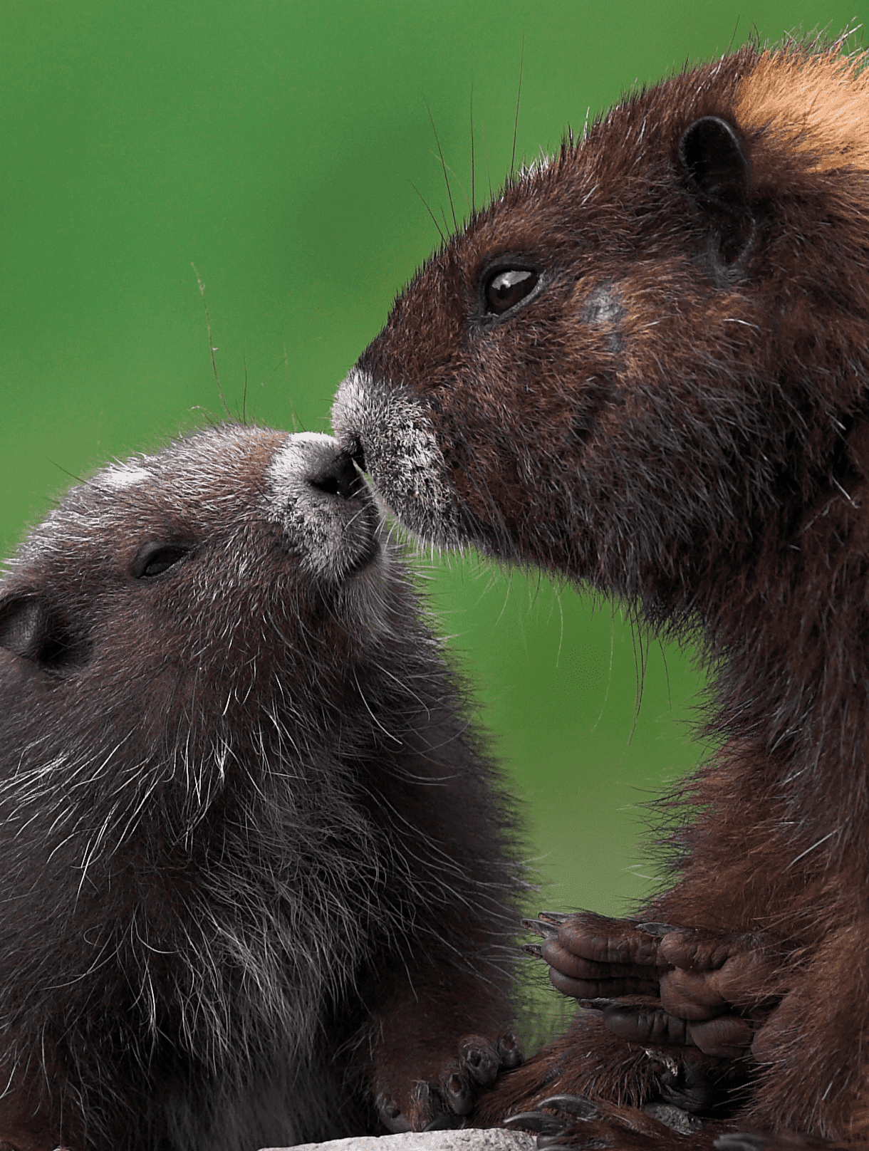 Donate To Wildlife Conservation | The Wilder Institute