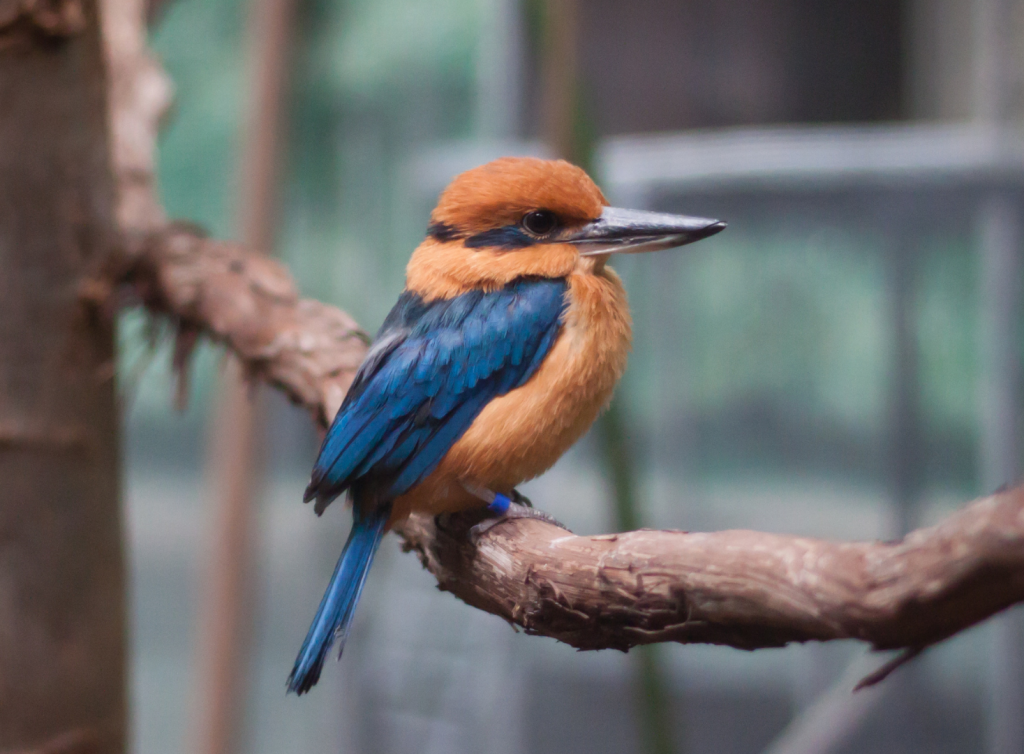 Sihek (Guam Kingfisher) Conservation | The Wilder Institute