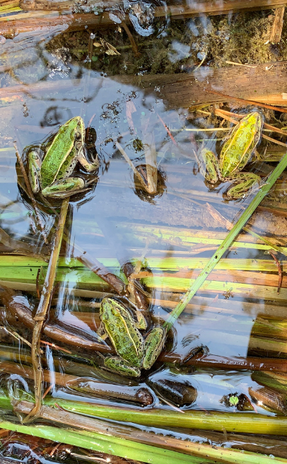 The endangered northern leopard frog just got a big leap towards ...