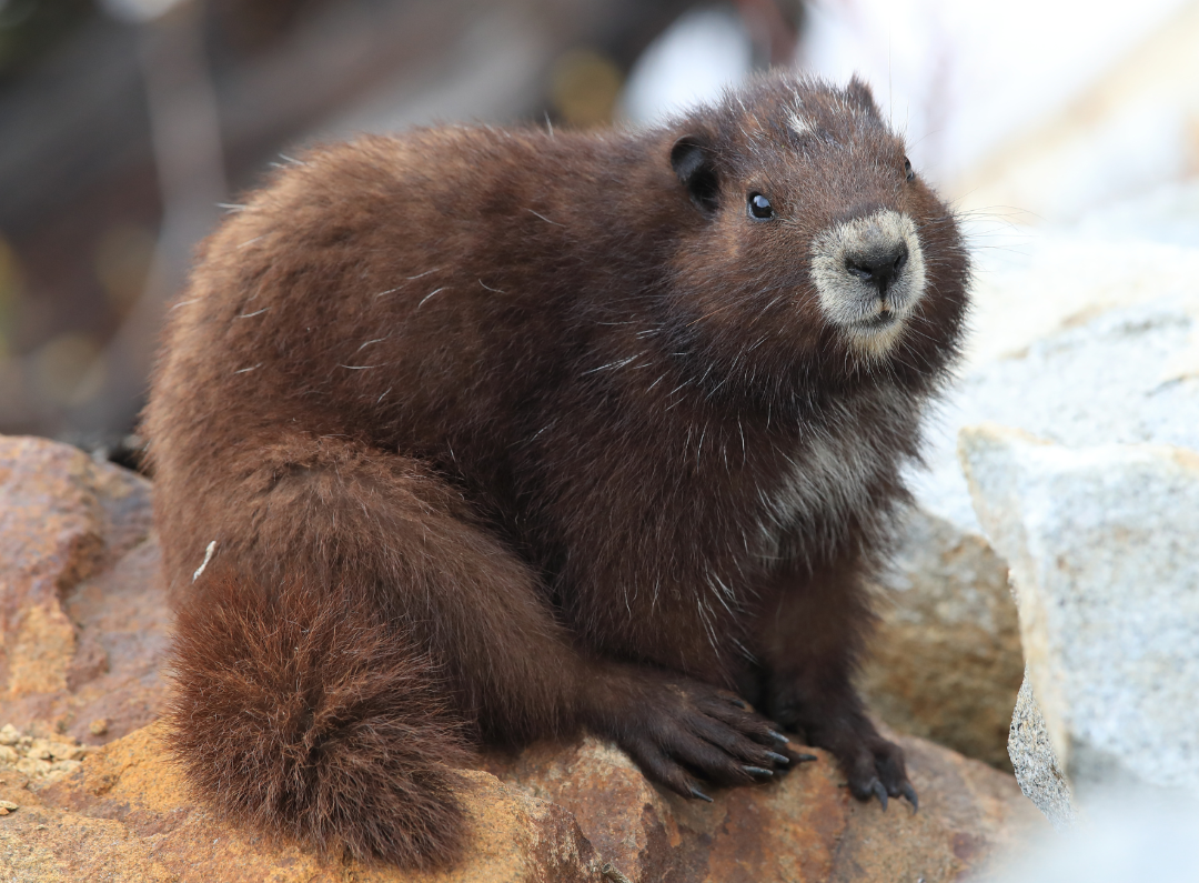 What We Must do to Restore Biodiversity | Wilder Institute