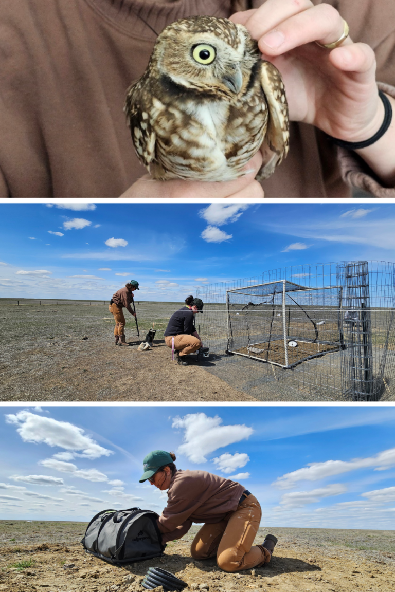 Returning to the Prairie: Exploring Our Burrowing Owl Head-start ...