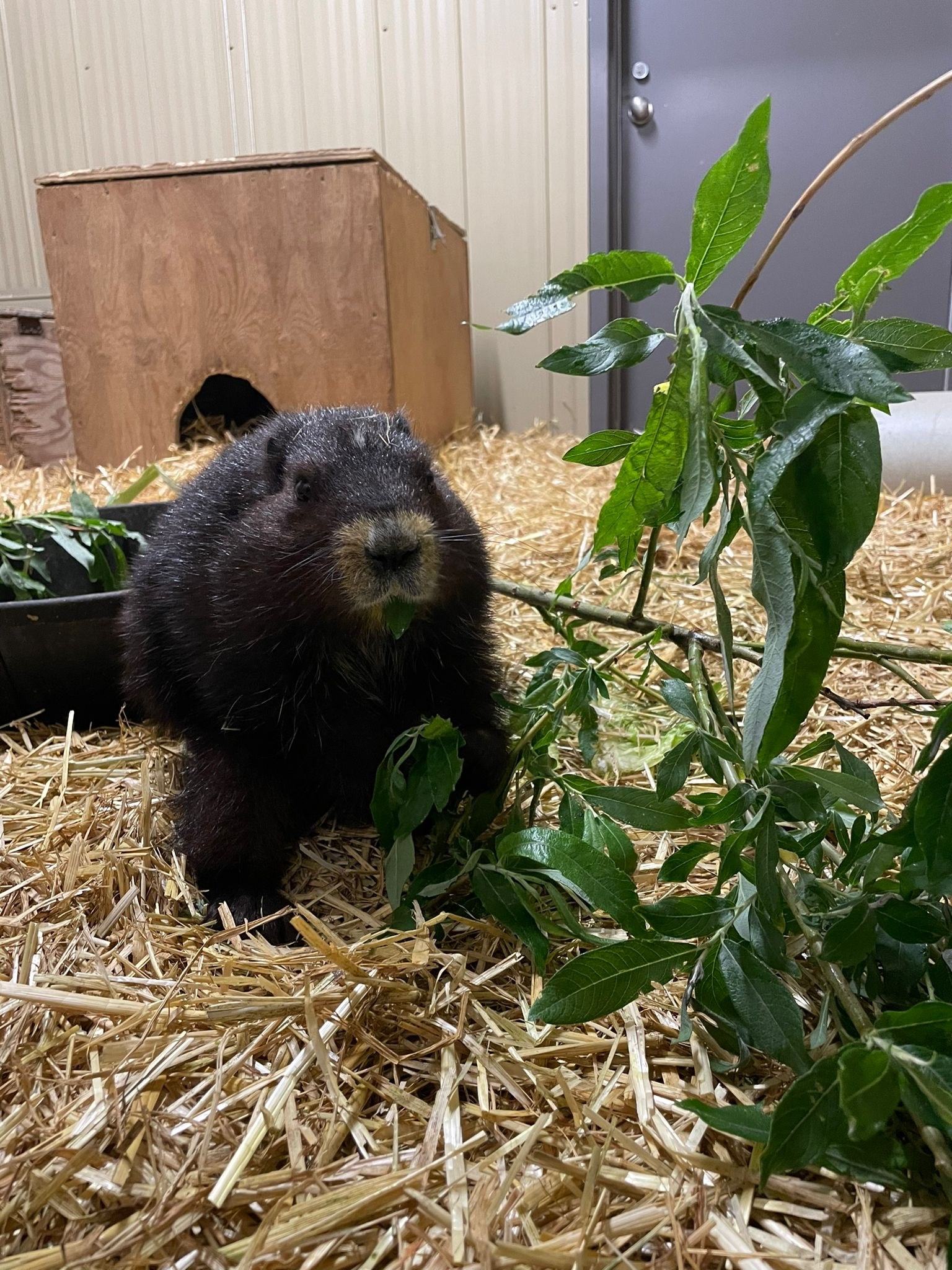 A Journey Through the Seasons: Vancouver Island Marmots at the Wilder ...