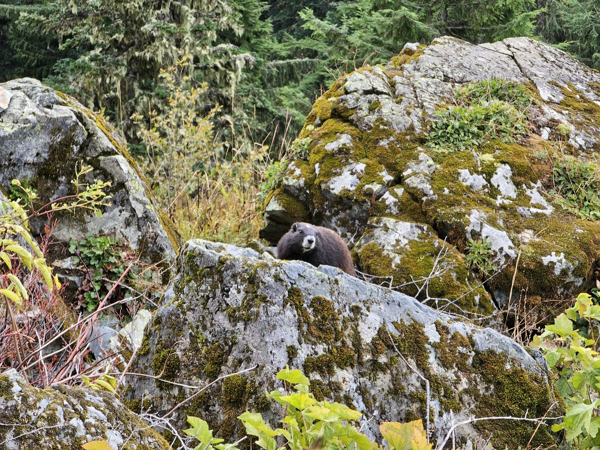 A Journey Through the Seasons: Vancouver Island Marmots at the Wilder ...