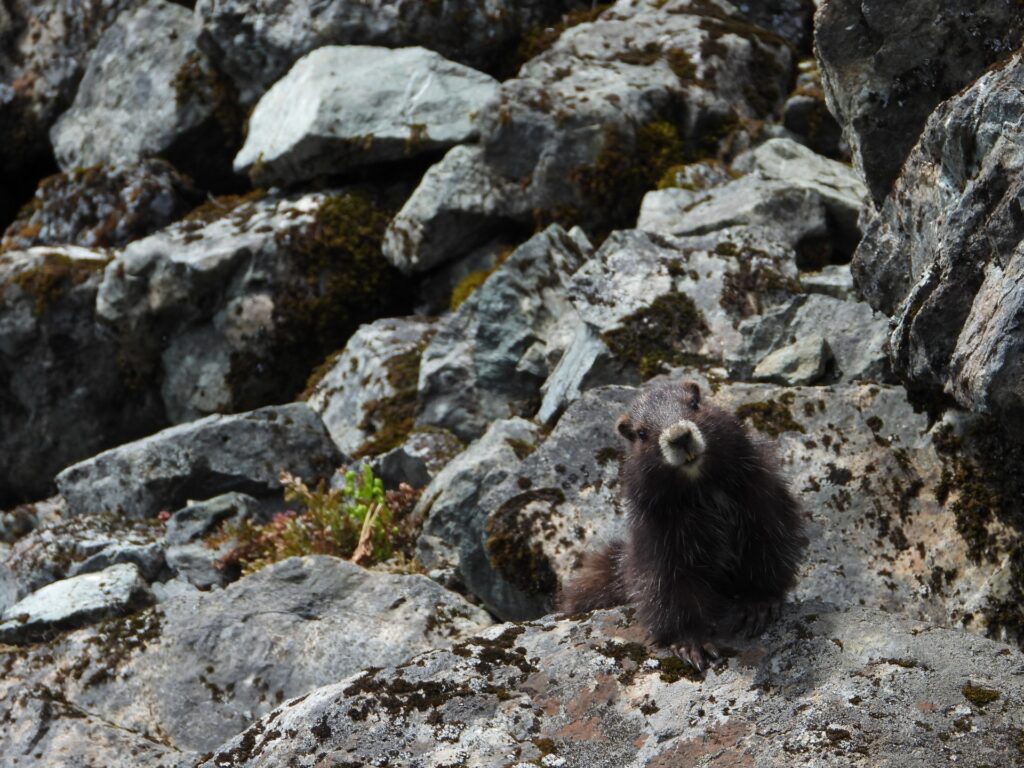 A Journey Through the Seasons: Vancouver Island Marmots at the Wilder ...