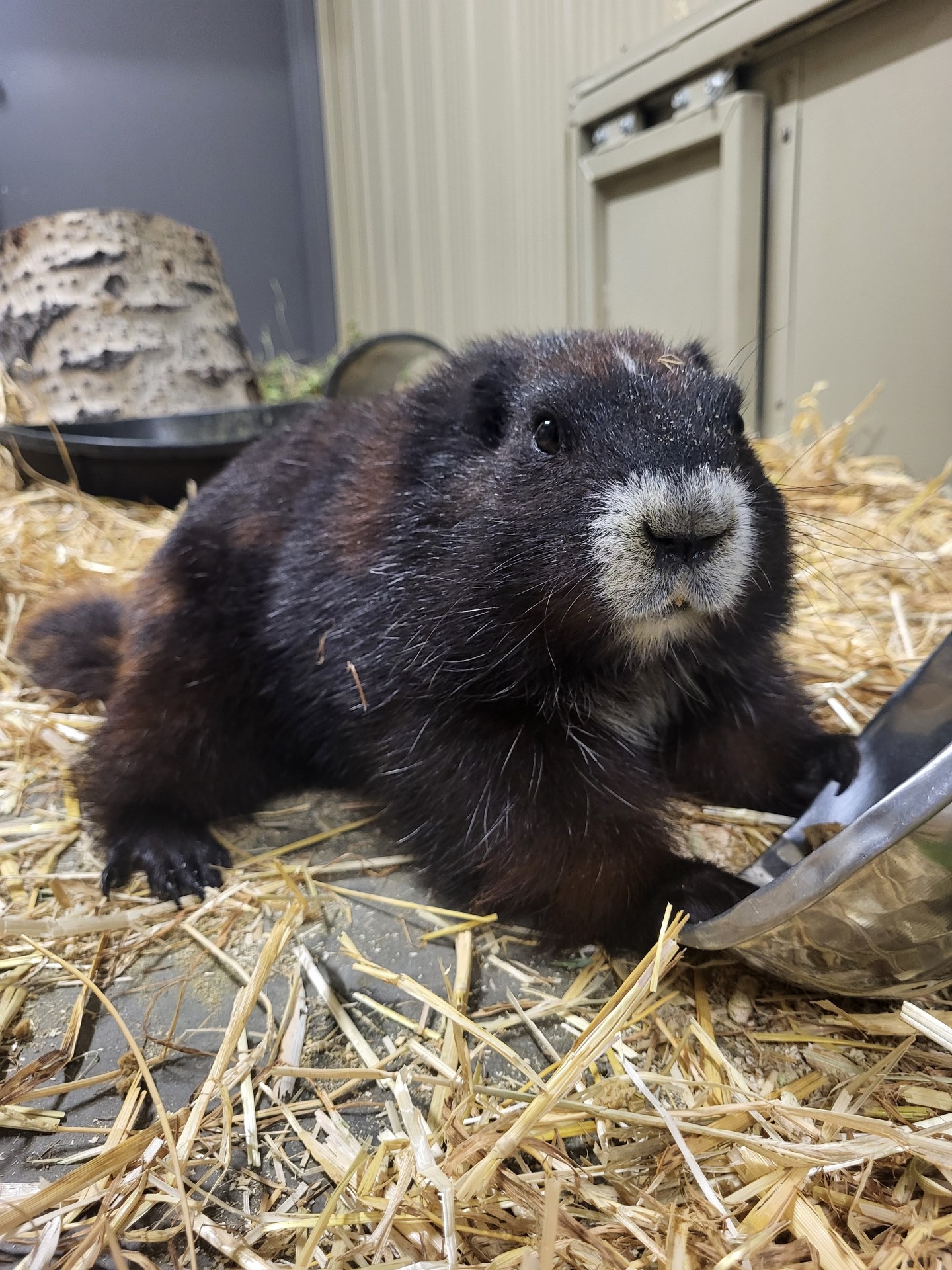 A Journey Through the Seasons: Vancouver Island Marmots at the Wilder ...