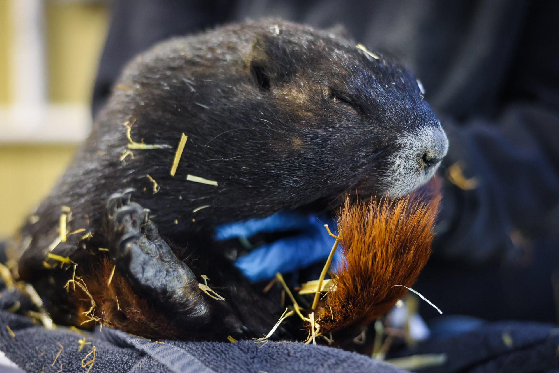 A Journey Through the Seasons: Vancouver Island Marmots at the Wilder ...