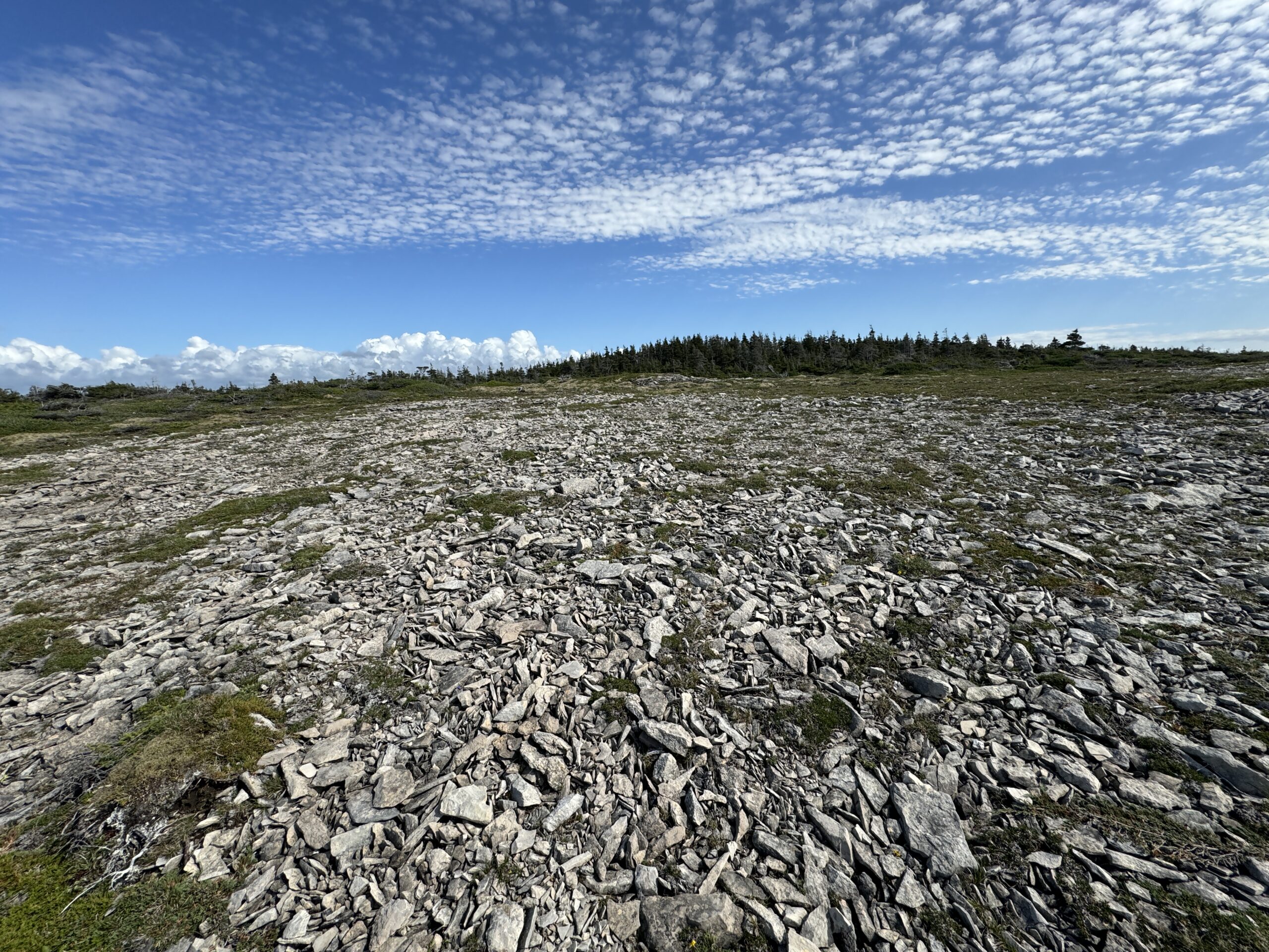 Limestone Barrens | Wilder Institute