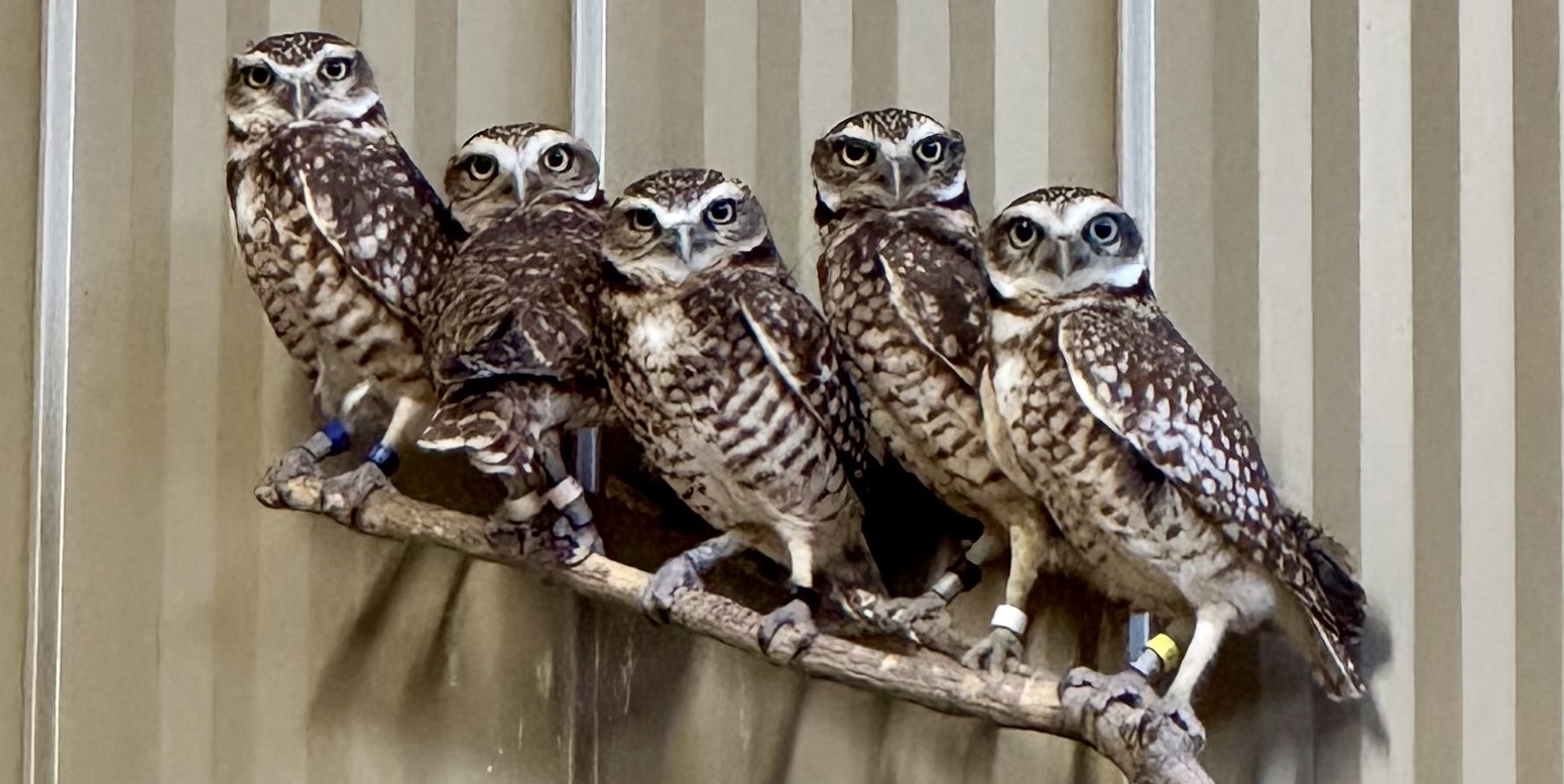 Head-Starting Burrowing Owls for a Wild Future | Wilder Institute