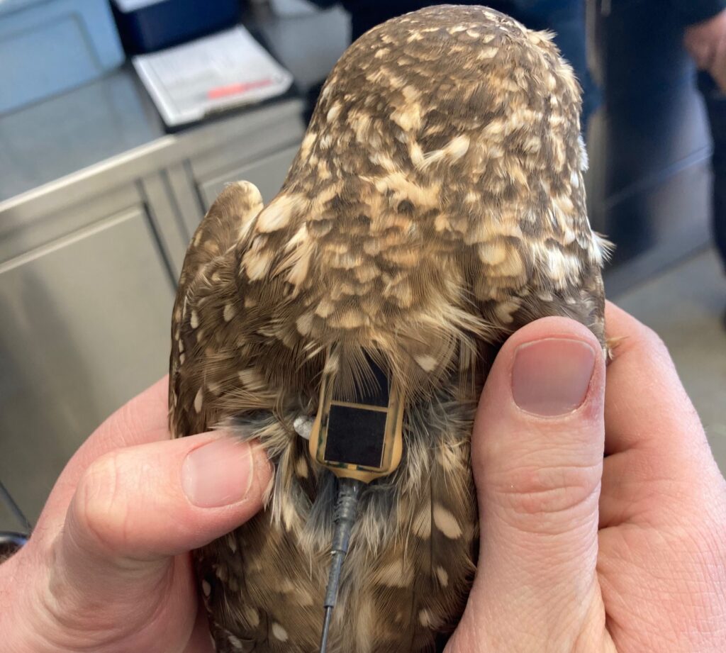 Head-Starting Burrowing Owls for a Wild Future | Wilder Institute