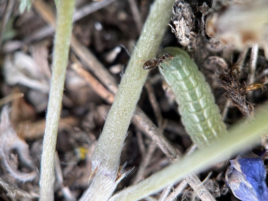 A Curiously Isolated Butterfly: Protecting One of Alberta’s Rarest ...