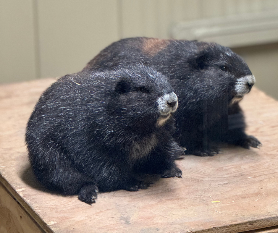 A WAKE-UP WORTH CELEBRATING: VANCOUVER ISLAND MARMOTS EMERGE FOR A NEW ...
